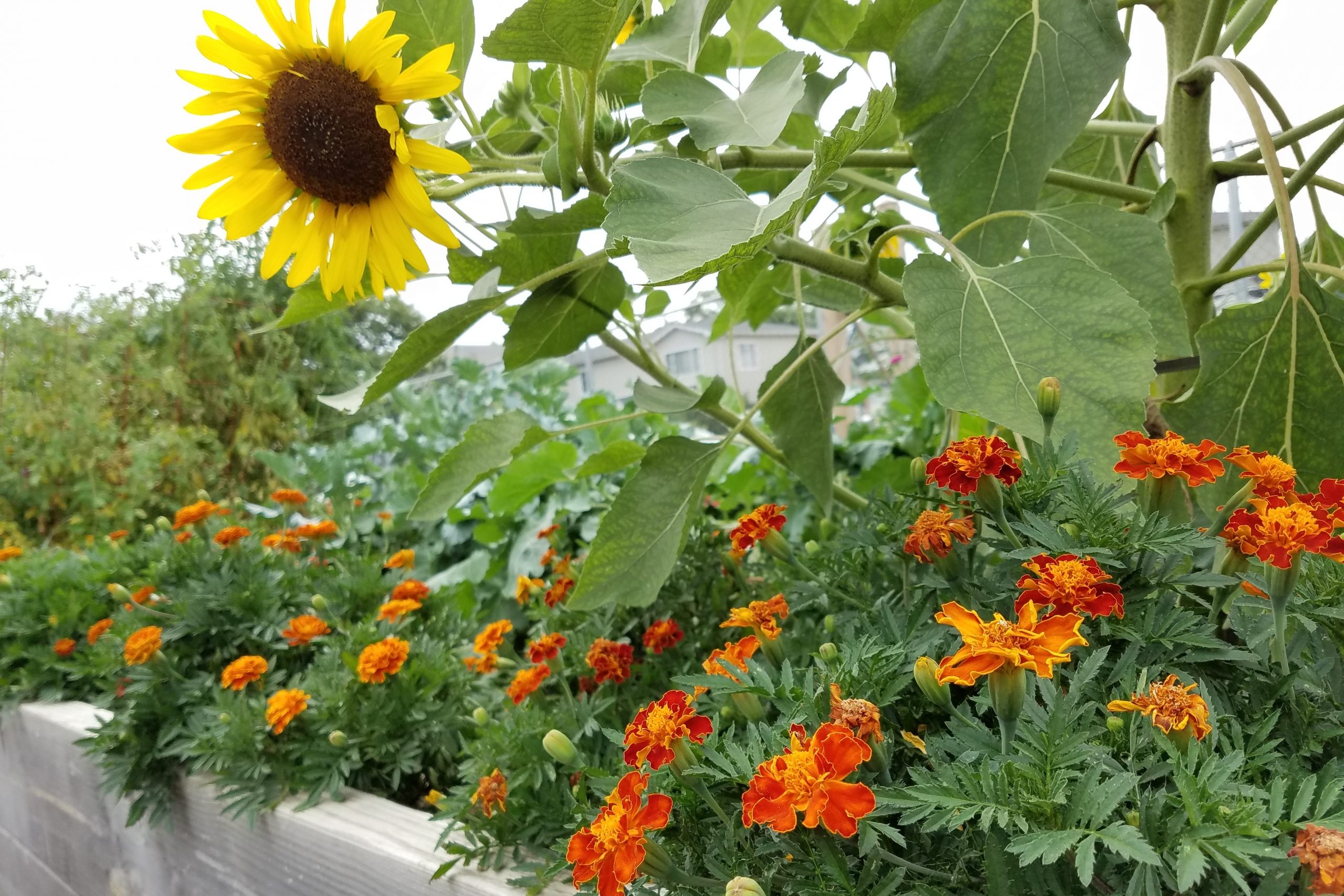 Brooklyn Queens Land Trust - Home