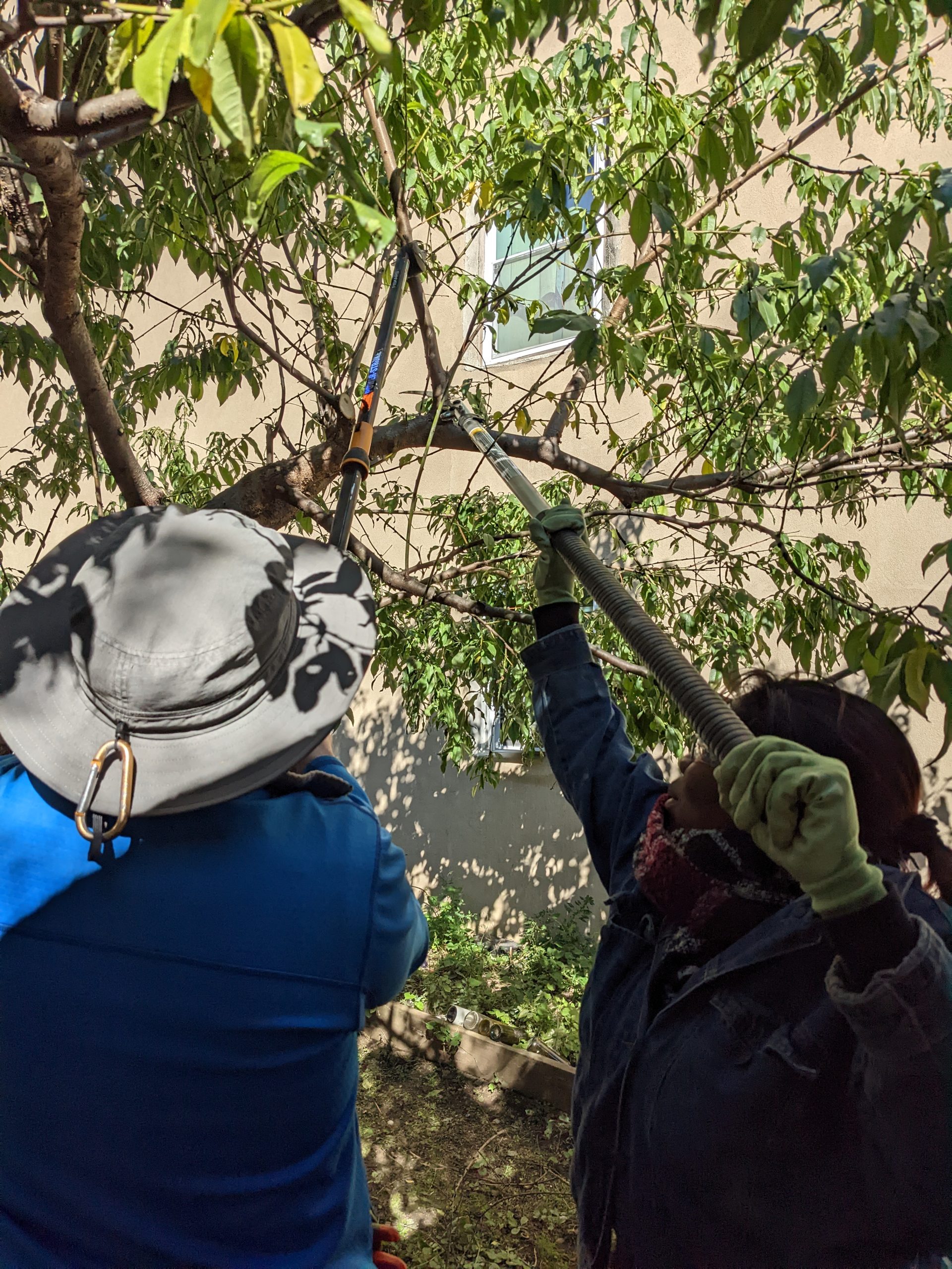 BQLT's Fall Tree Pruning